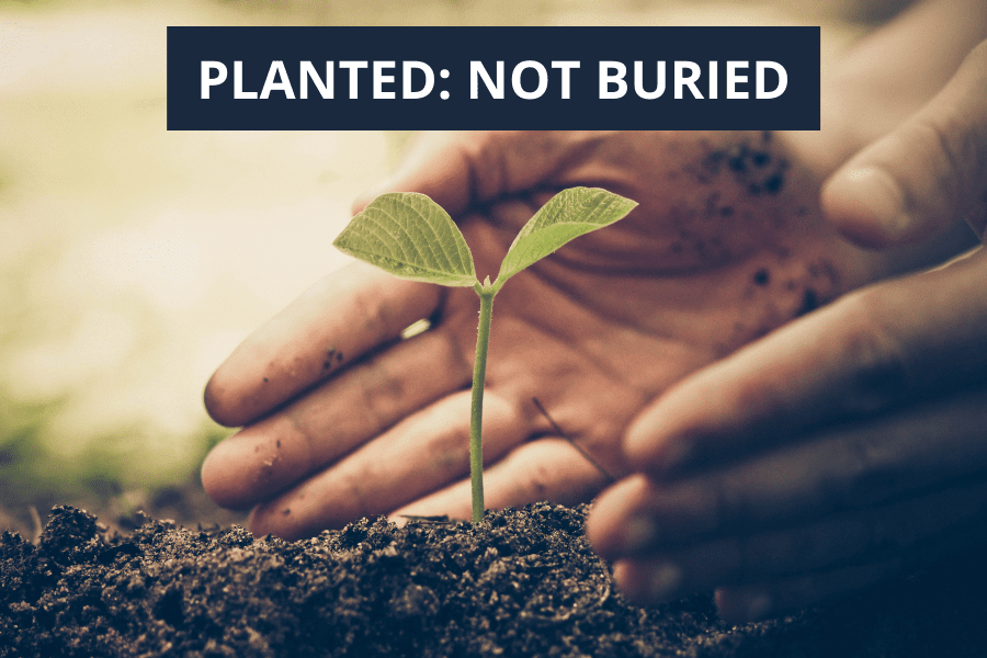 SEED: PLANTED; NOT BURIED - Made of Still